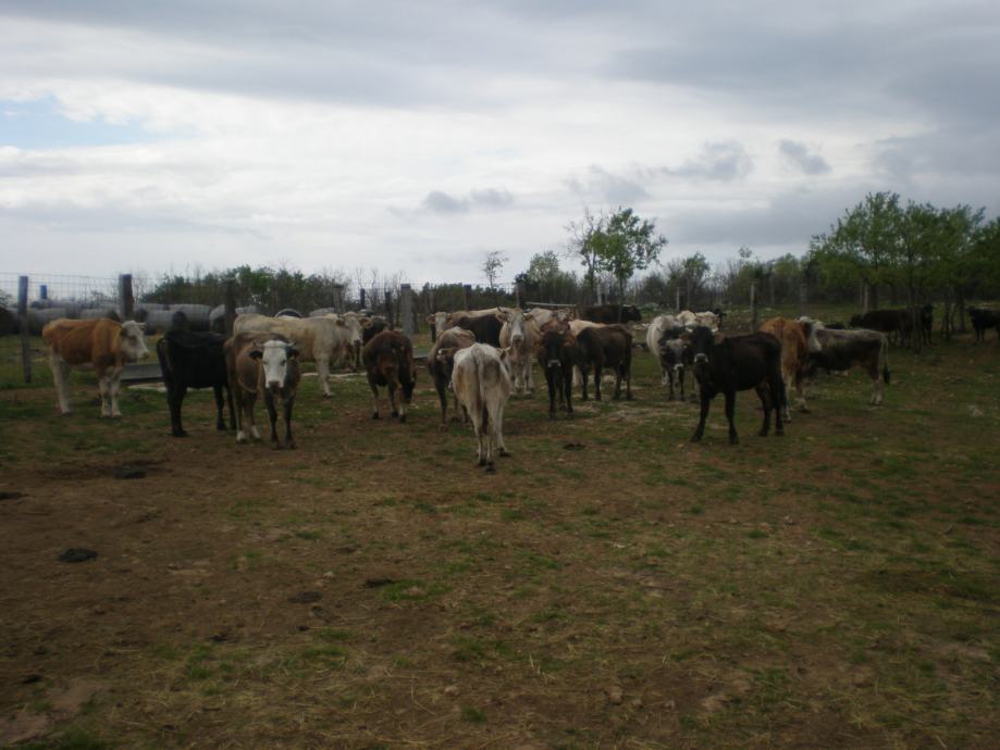 Prodajem stado krava