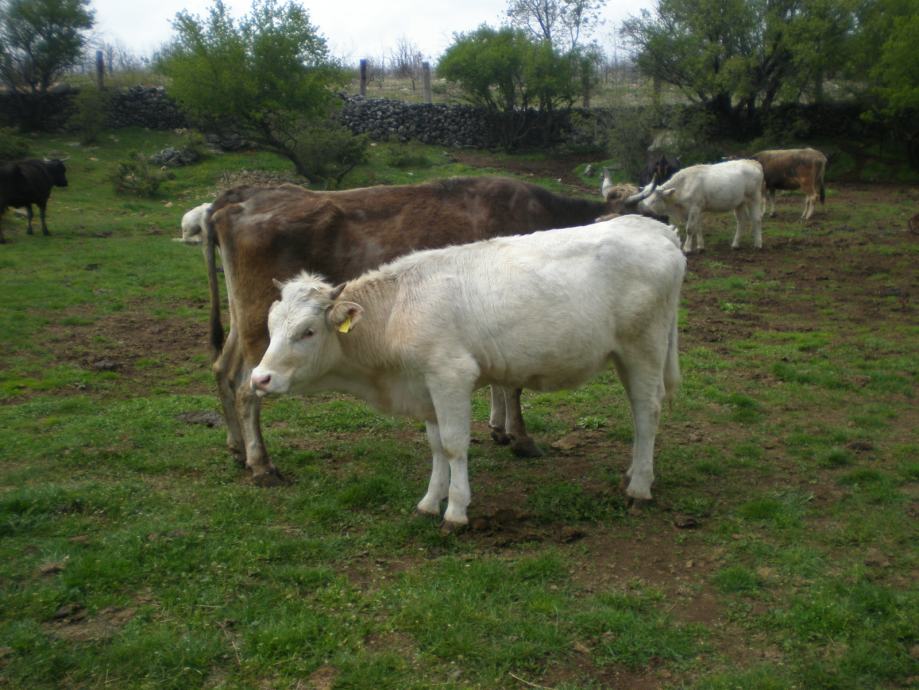 Prodajem stado krava