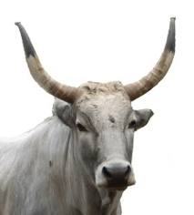 rogovi od boškarina