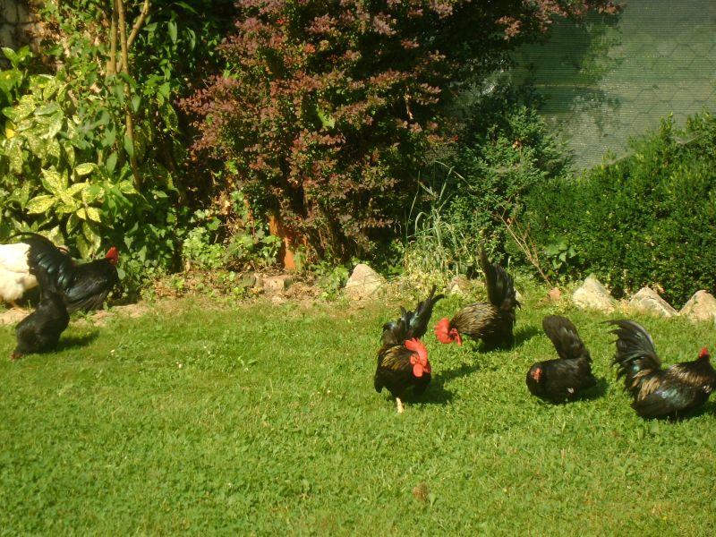 Ukrasne kokoši ŠABO