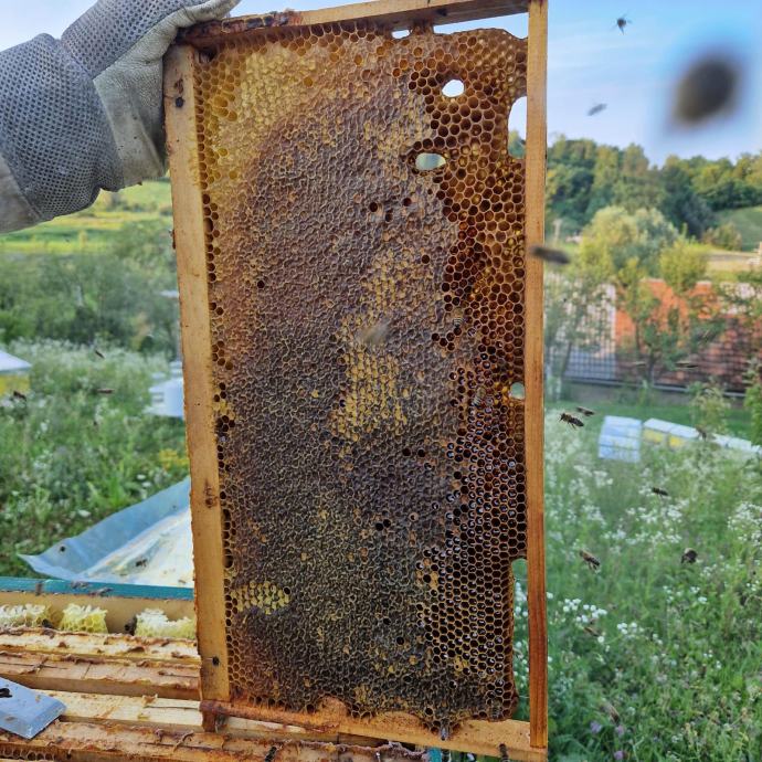 Prodaja meda: bagremov med, kestenov med,