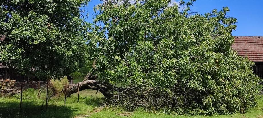 Orah stablo staro cca 50 godina, 3 kom