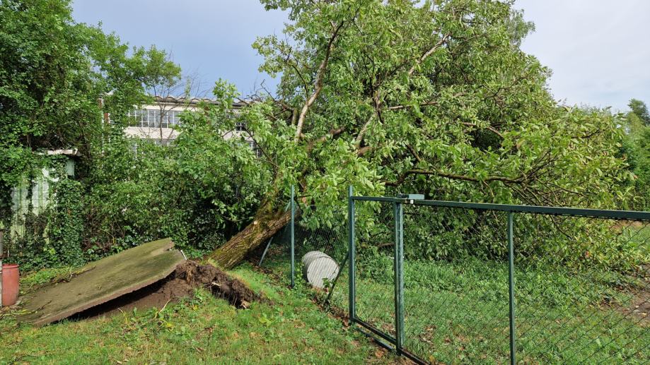 Orah stablo staro cca 50 godina