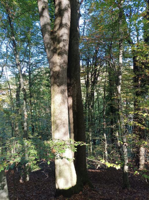 Prodaju se trupci hrasta na rastu