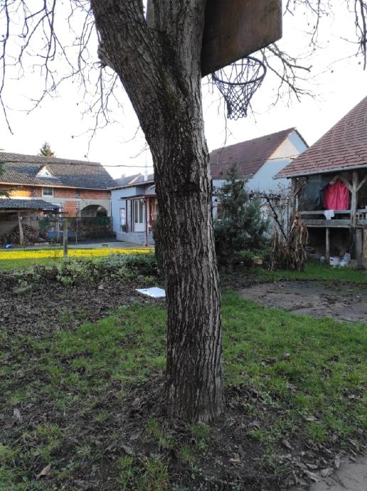 Stablo oraha, trupci oraha