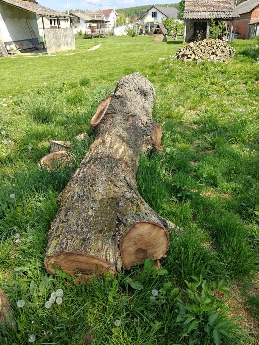 Trupac Oraha 310cm dužine i 60cm promjera