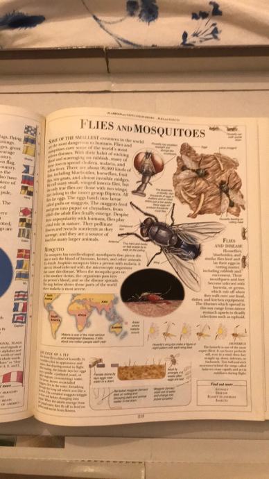 Children’s illustrated encyclopedia