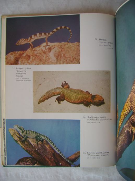 Šmit / Inger - Gmizavci - Ilustrovana enciklopedija životinjskog carst