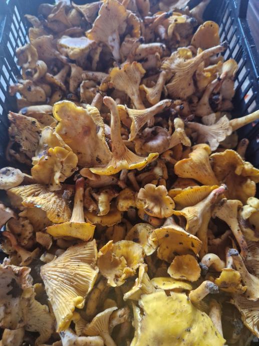 Lisičarke,Lisičke (Cantharellus cibarius)