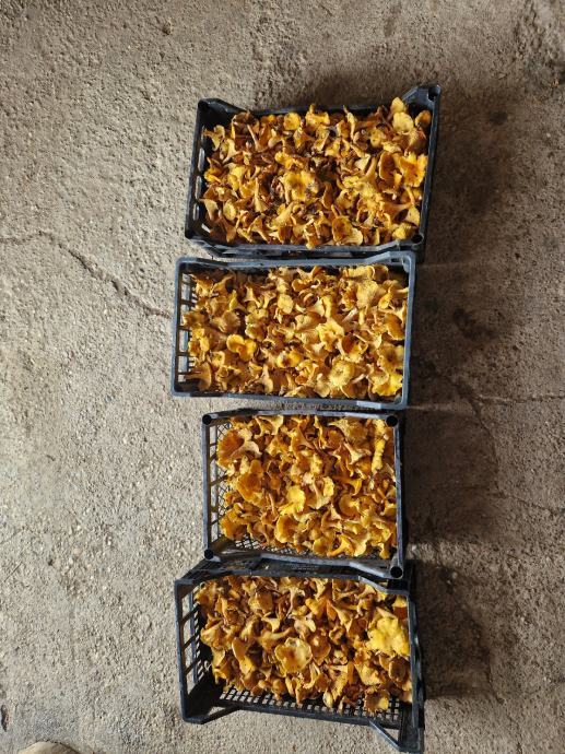 Lisičarke,Lisičke (Cantharellus cibarius)