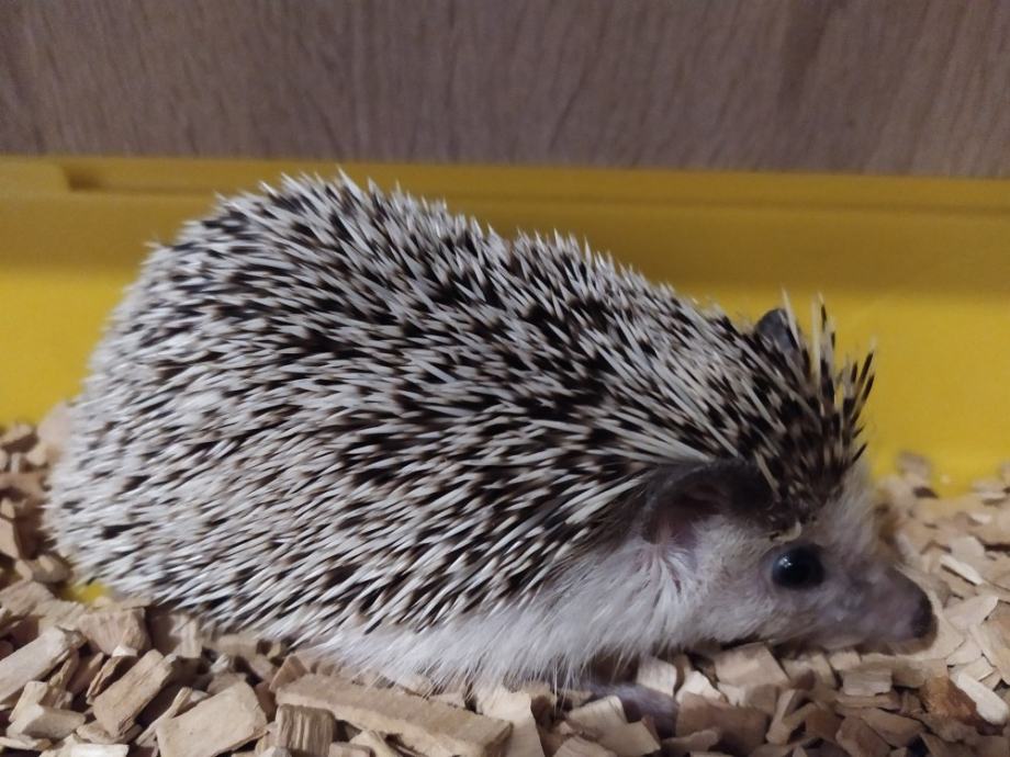 Afrički patuljasti jež