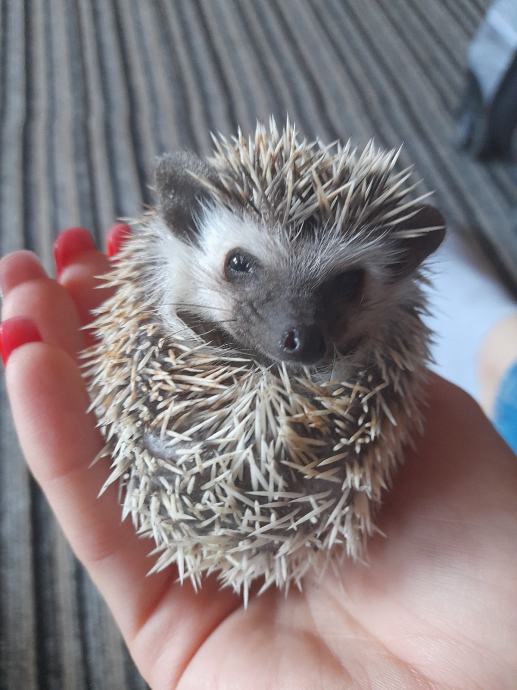 afrički patuljasti jež