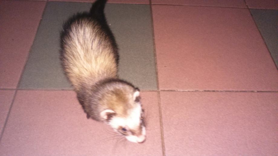 AFRICKI TVOR prodaja