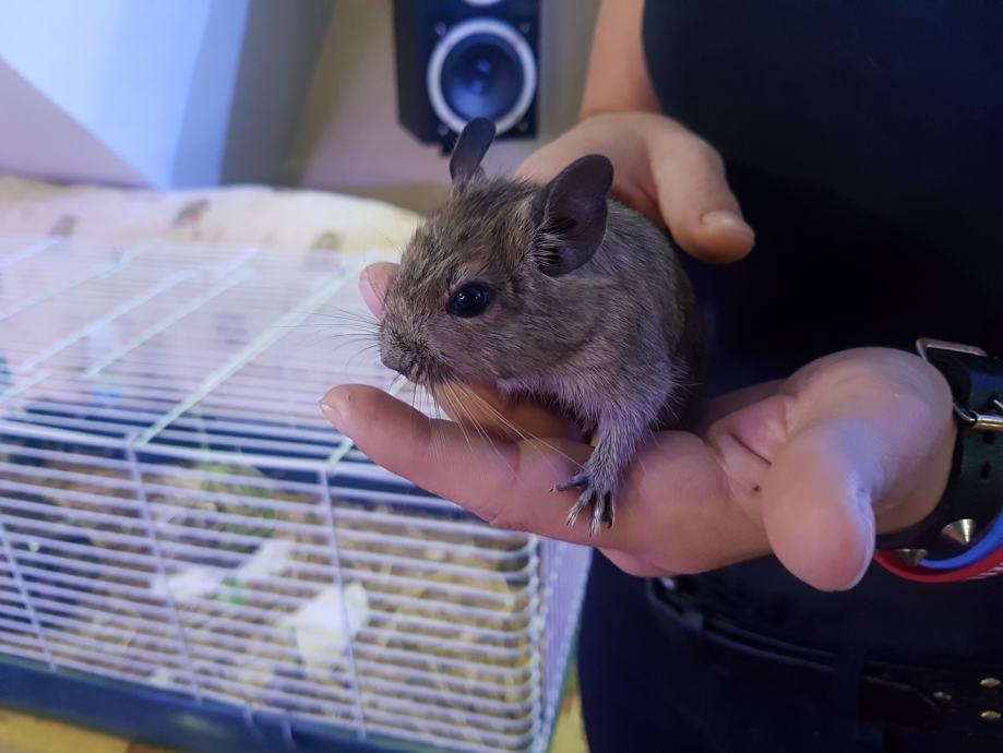 Degu „Čileanska vjeverica“