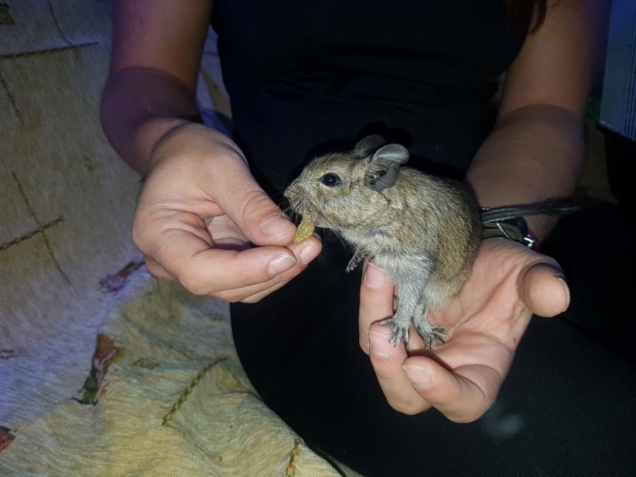 Degu „Čileanska vjeverica“