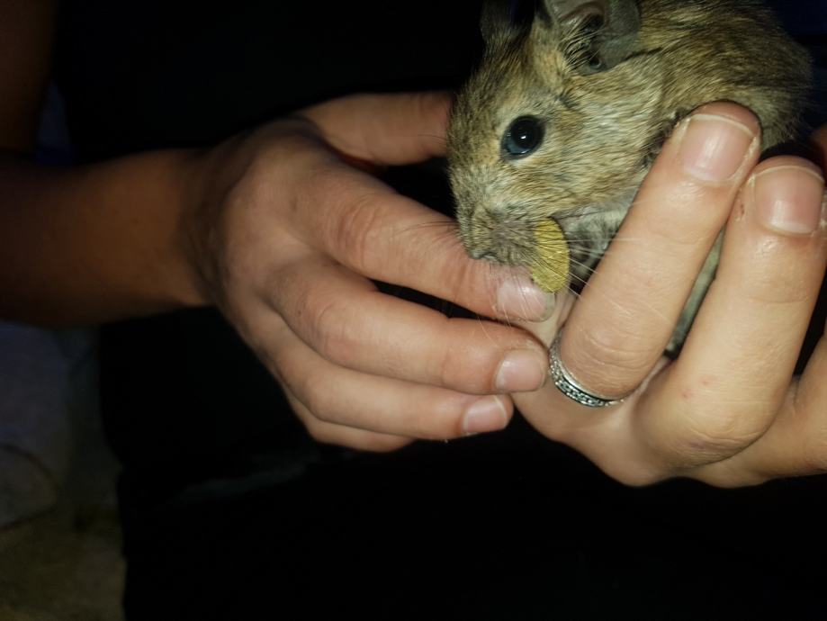 Degu „Čileanska vjeverica“