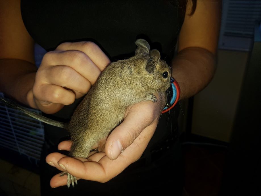 Degu „Čileanska vjeverica“