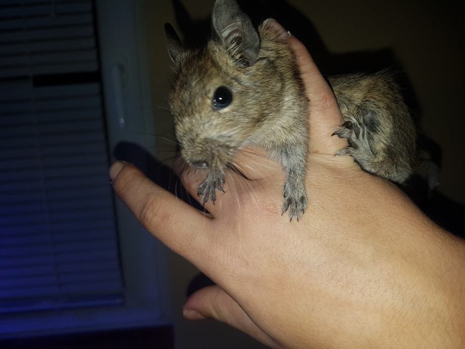 Degu „Čileanska vjeverica“
