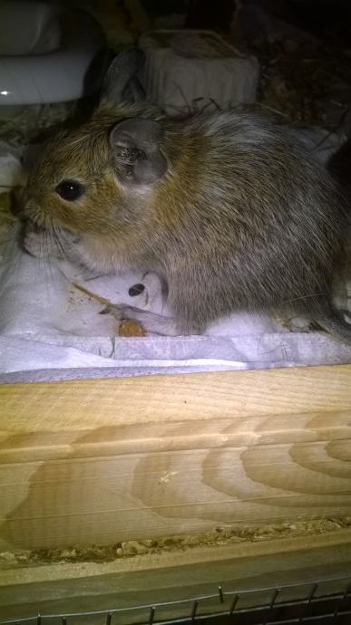 degu-čileanska vjeverica