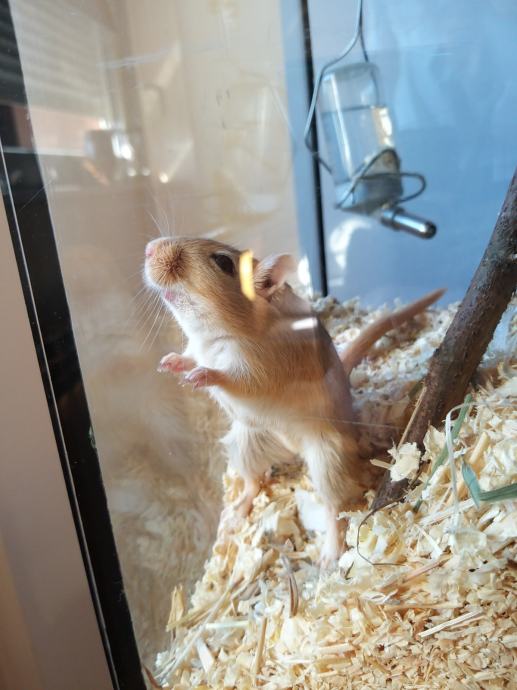 Gerbil (mongolski skočimiš)