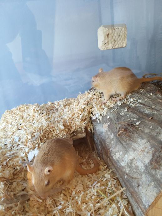 Gerbil (mongolski skočimiš)