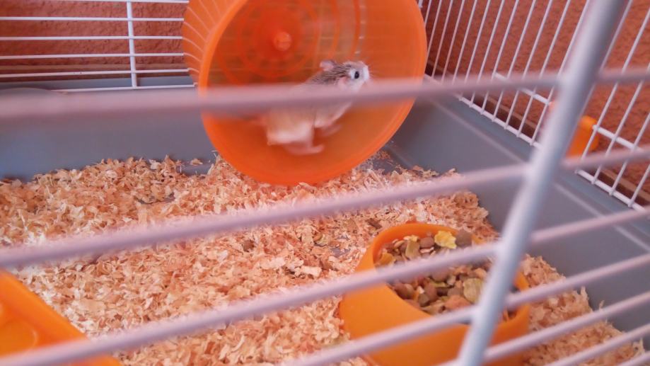 Hrčak Roborovski + kavez i sva oprema