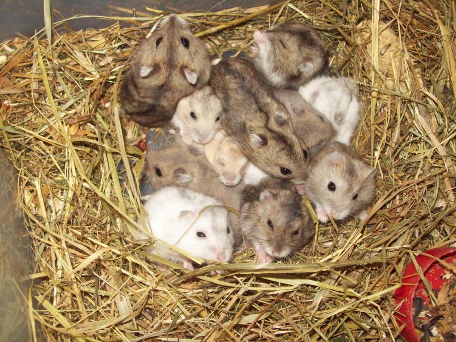 Hrčak ruski raznih boja- ZAGREB