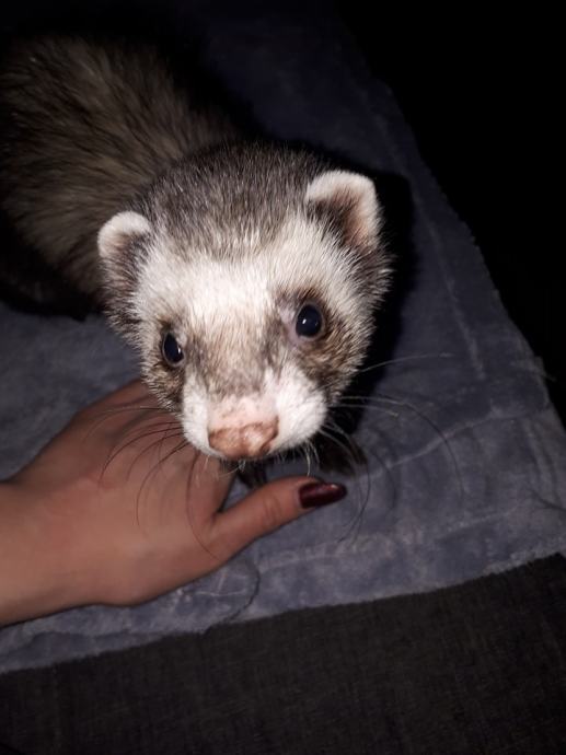 Kastriran Afrički Tvor Star 9 mjeseci sa Cijepnom knjižicom