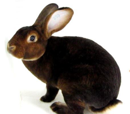 KUNIĆI - KASTOR REX