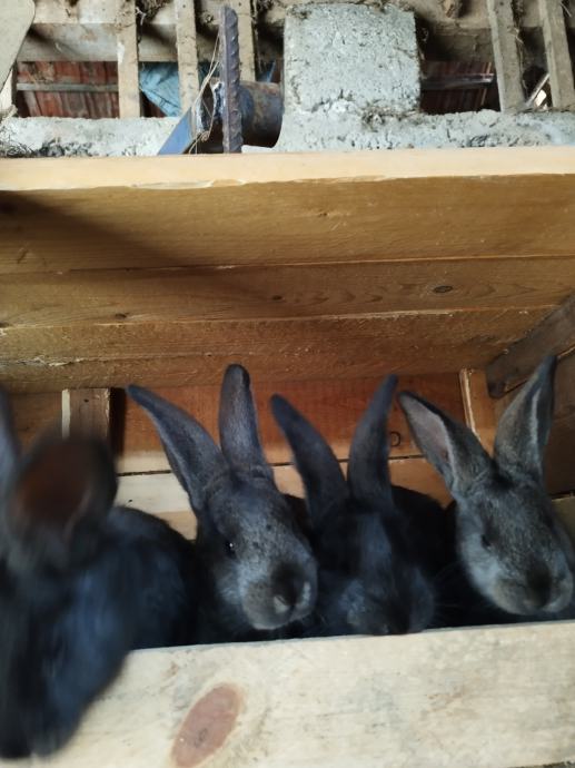 Mladi belgiski orijaši