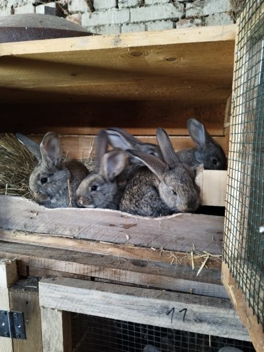 Mladi belgiski orijaši