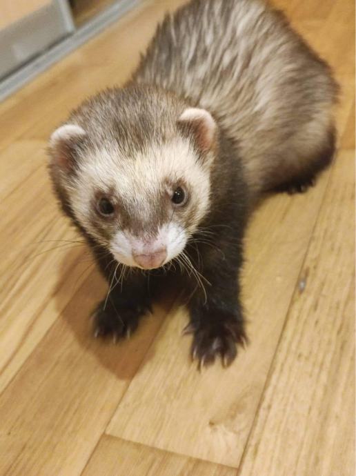 Muški afrički tvor.