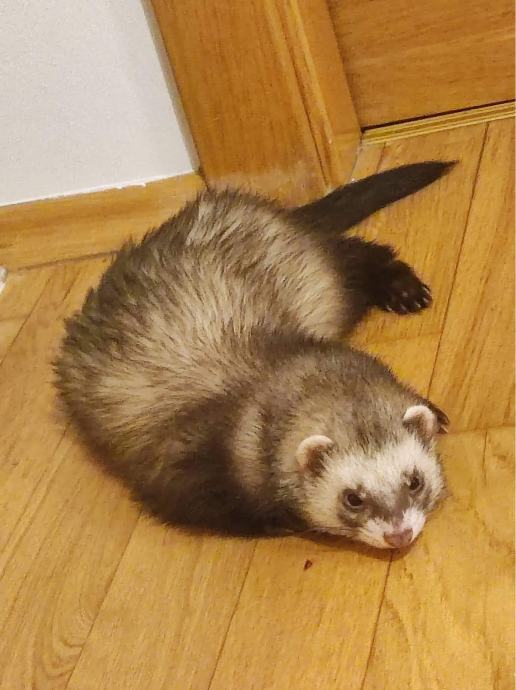 Muški afrički tvor.