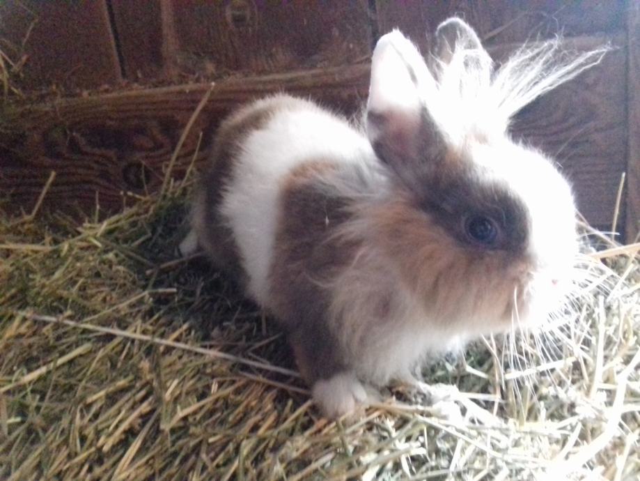 patuljast lavljoglavi kunici