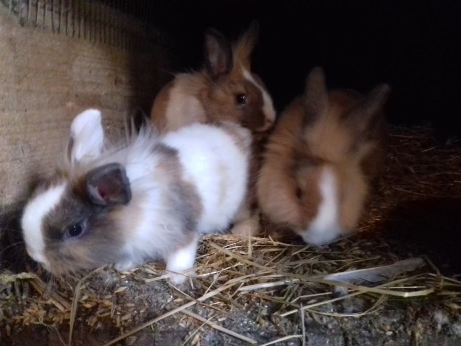 patuljast lavljoglavi kunici