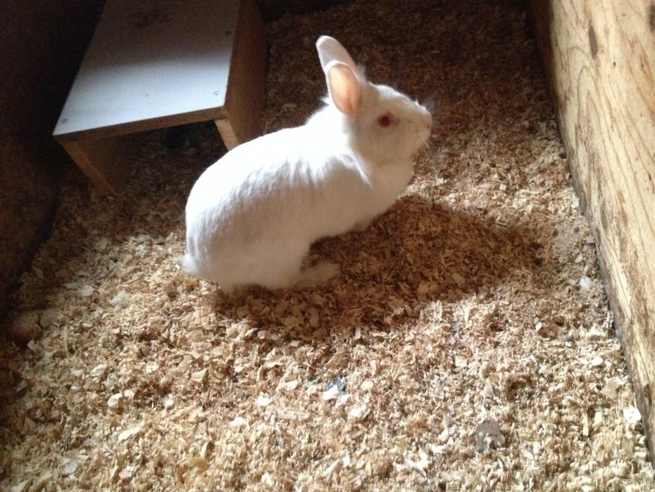 Patuljasti bijeli kućni kunić / zec