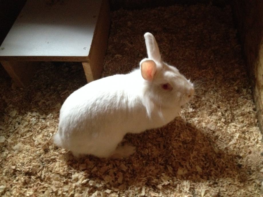 Patuljasti bijeli kućni kunić / zec