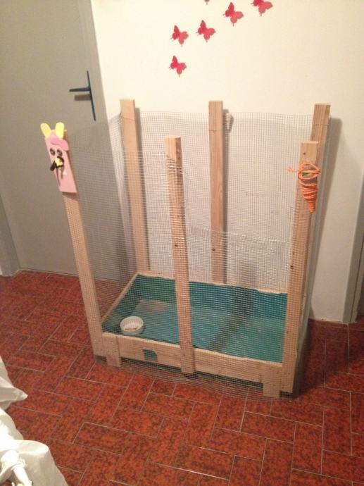 Patuljasti bijeli kućni kunić / zec