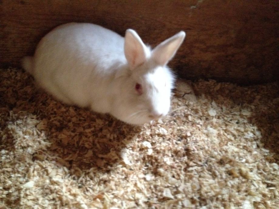 Patuljasti bijeli kućni kunić / zec
