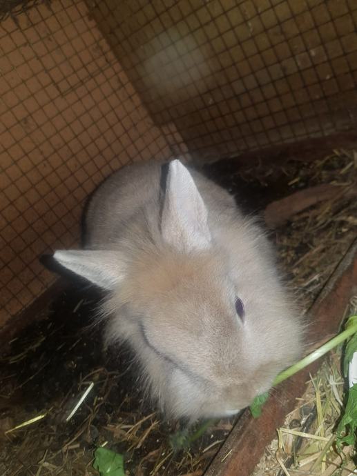 Patuljasti i mini zecevi
