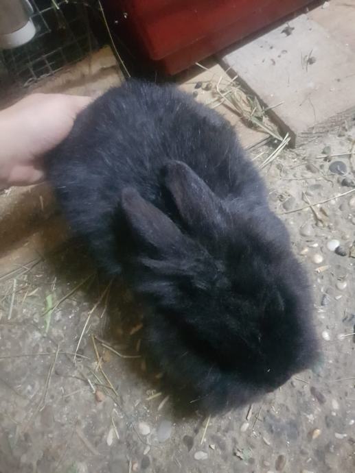 Patuljasti i mini zecevi