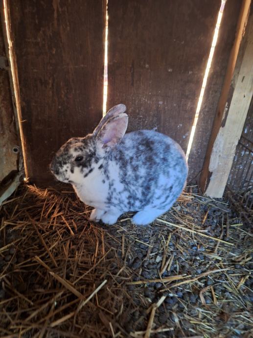 Patuljasti rex kunić