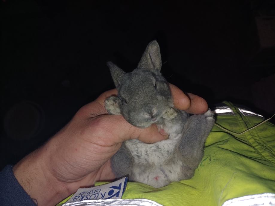 Patuljasti rex kunić