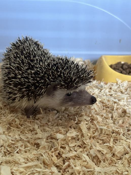 Prodajem africkog patuljastog jeza