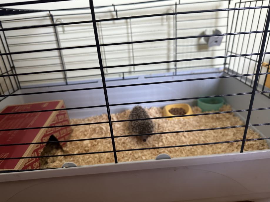 Prodajem africkog patuljastog jeza