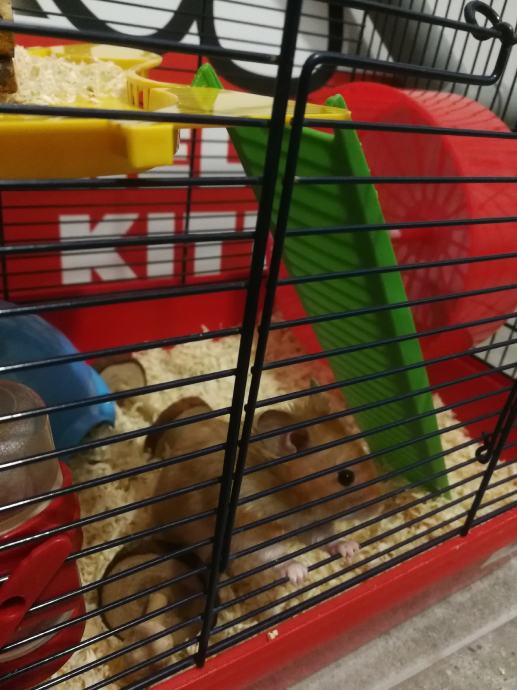 Sibirski hrčak žuti, kavez za hrčka