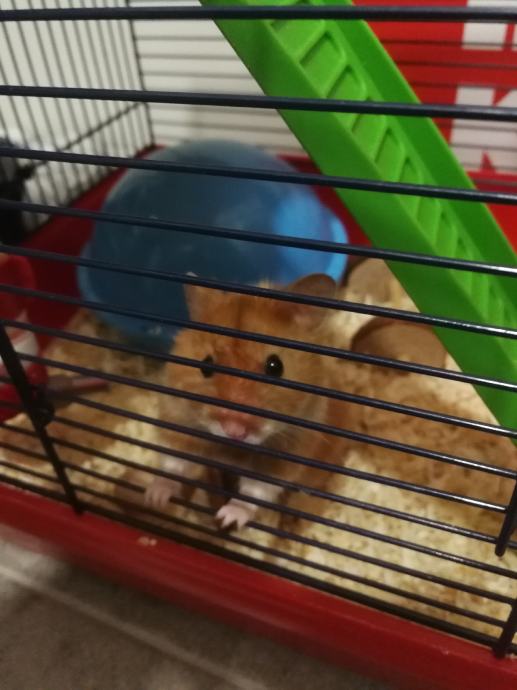 Sibirski hrčak žuti, kavez za hrčka