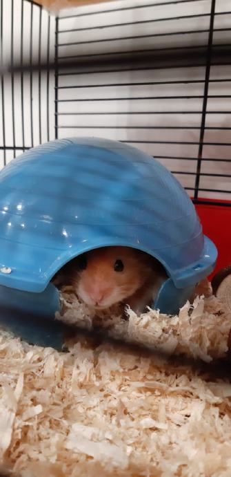 Sibirski hrčak žuti, kavez za hrčka