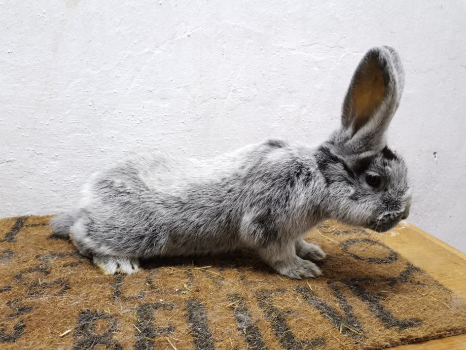 Veliki srebrni svijetli kunić