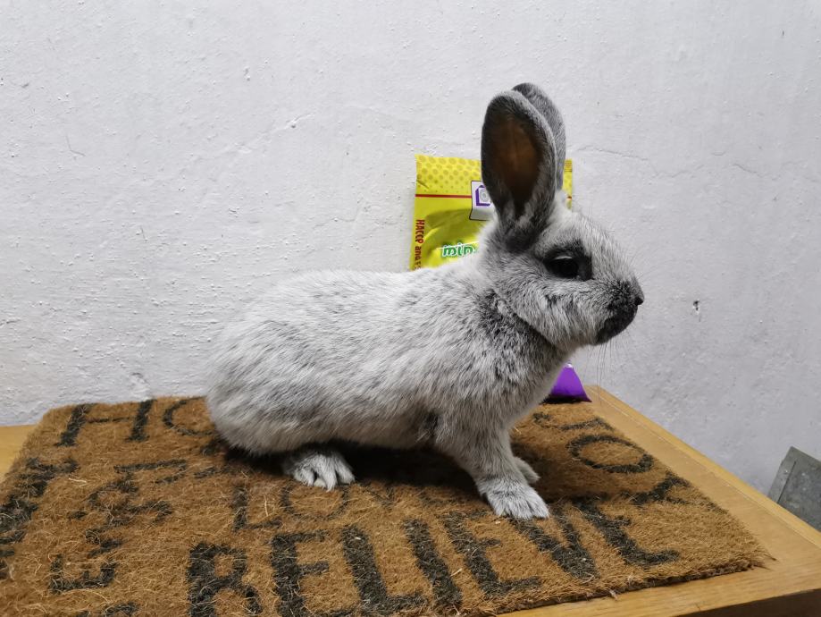 Veliki srebrni svijetli kunić